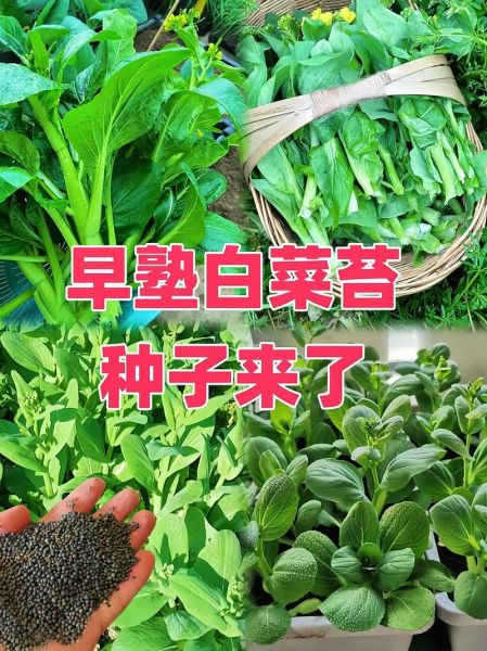 苔菜长什么样子_苔菜生长周期多久-第3张图片-山城妙识 苔菜长什么样子_苔菜生长周期多久-第3张图片-山城妙识