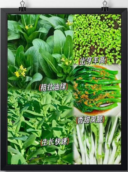 苔菜长什么样子_苔菜生长周期多久-第2张图片-山城妙识 苔菜长什么样子_苔菜生长周期多久-第2张图片-山城妙识