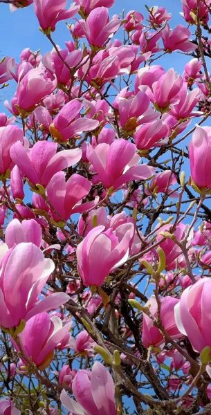 玉兰树图片怎么拍_玉兰树什么时候开花-第3张图片-山城妙识