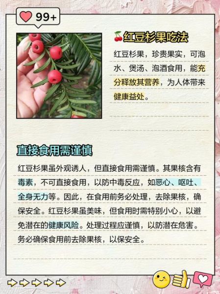 红豆杉果实的功效与作用_红豆杉果实怎么吃才安全-第1张图片-山城妙识