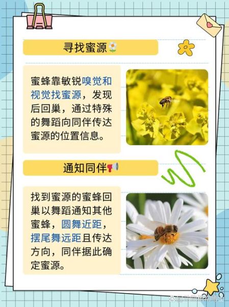 蜜蜂怎么筑巢_蜜蜂如何采蜜-第1张图片-山城妙识