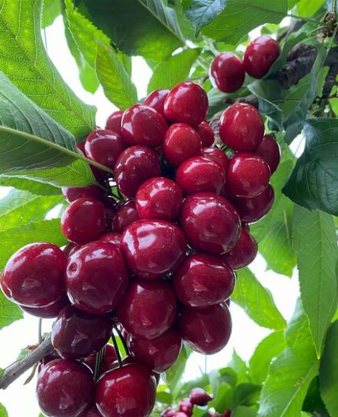 夏天吃什么水果好_夏季水果有哪些-第1张图片-山城妙识