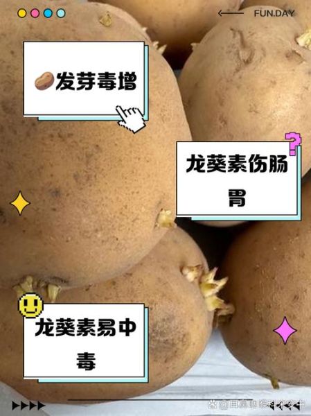 土豆发芽到什么程度不能吃_如何判断土豆发芽程度-第1张图片-山城妙识