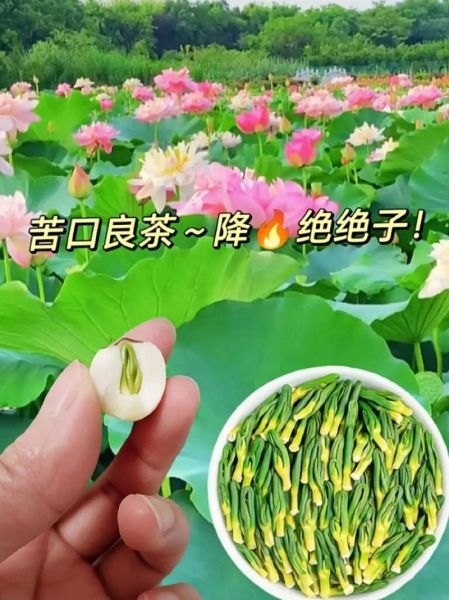 新鲜莲子心可以吃吗_怎么吃最安全-第3张图片-山城妙识