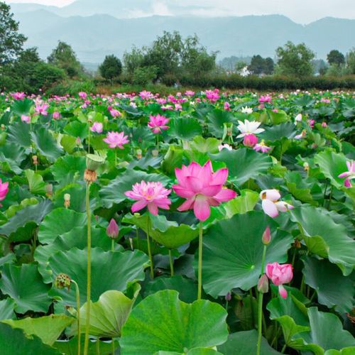 新鲜莲子心可以吃吗_怎么吃最安全-第2张图片-山城妙识