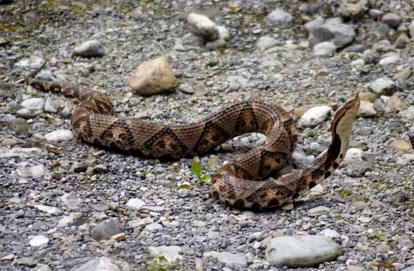 五步蛇多少钱一斤_五步蛇价格行情-第1张图片-山城妙识