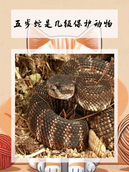 五步蛇多少钱一斤_五步蛇价格行情-第3张图片-山城妙识