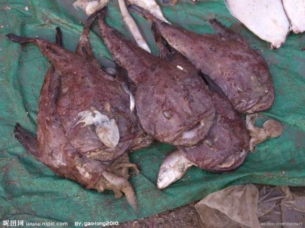 安康鱼图片_为什么恐怖-第3张图片-山城妙识