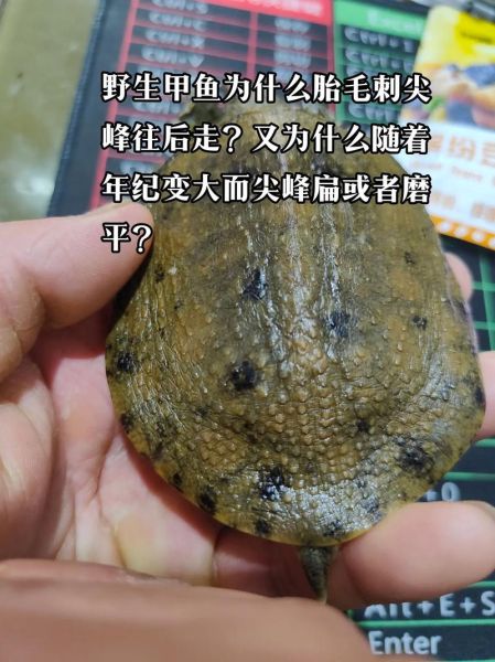 吃野生甲鱼会壮阳吗_野生甲鱼壮阳真相-第1张图片-山城妙识