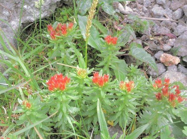 红景天长什么样_红景天植物图片怎么辨别-第1张图片-山城妙识