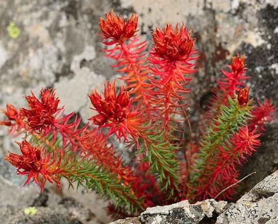 红景天长什么样_红景天植物图片怎么辨别-第2张图片-山城妙识