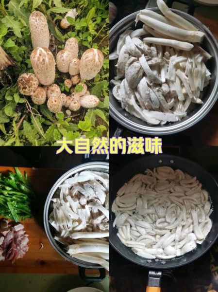 野生鸡腿菇图片怎么识别_鸡腿菇与毒菇区别-第2张图片-山城妙识