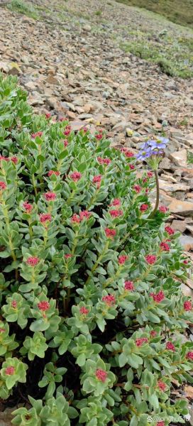 红景天长什么样_红景天植物图片怎么辨别-第3张图片-山城妙识