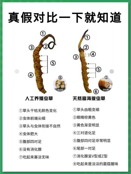 冬虫夏草是什么生物_冬虫夏草怎么形成的-第1张图片-山城妙识