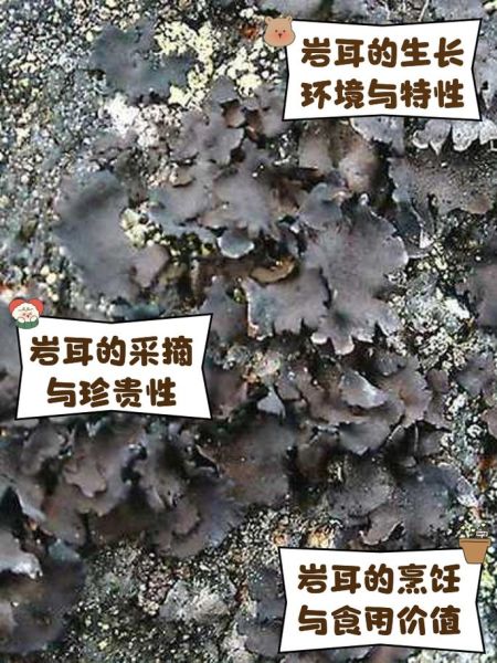 石耳的功效与作用及禁忌_石耳什么人不能吃-第1张图片-山城妙识 石耳的功效与作用及禁忌_石耳什么人不能吃-第1张图片-山城妙识
