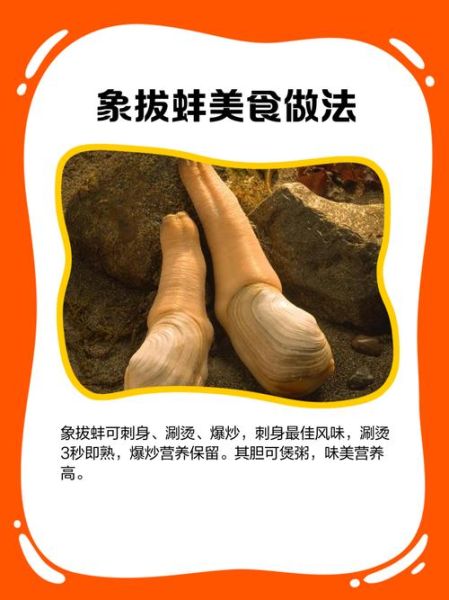 蚌怎么读拼音_蚌的读音是什么-第3张图片-山城妙识 蚌怎么读拼音_蚌的读音是什么-第3张图片-山城妙识