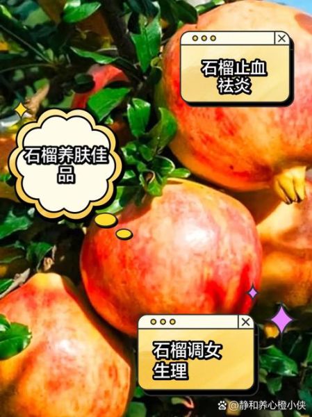 吃石榴能减肥吗_石榴减肥原理-第1张图片-山城妙识