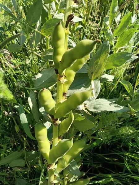 生蚕豆怎么煮_生蚕豆焯水多久-第1张图片-山城妙识 生蚕豆怎么煮_生蚕豆焯水多久-第1张图片-山城妙识