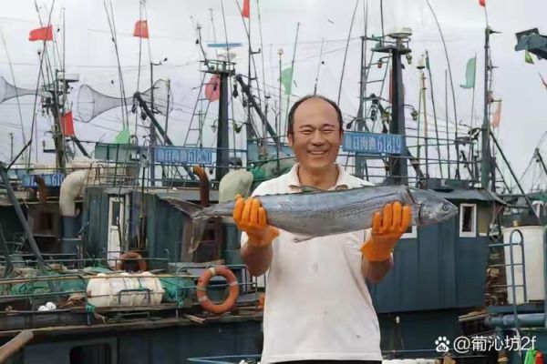 刀鱼价格2019多少钱一斤_刀鱼价格2019走势-第1张图片-山城妙识