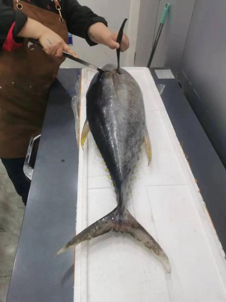 黄鳍金枪鱼多少钱一斤_黄鳍金枪鱼怎么做好吃-第1张图片-山城妙识