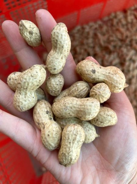 花生米一天吃多少最好_吃花生米的最佳数量-第2张图片-山城妙识