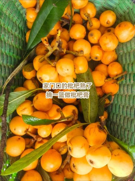 枇杷膏的做法_枇杷膏怎么熬制-第3张图片-山城妙识