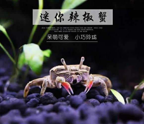 辣椒蟹怎么养_辣椒蟹养殖注意事项-第3张图片-山城妙识