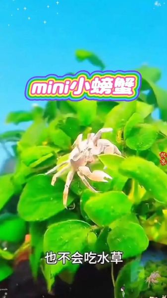 辣椒蟹怎么养_辣椒蟹养殖注意事项-第2张图片-山城妙识