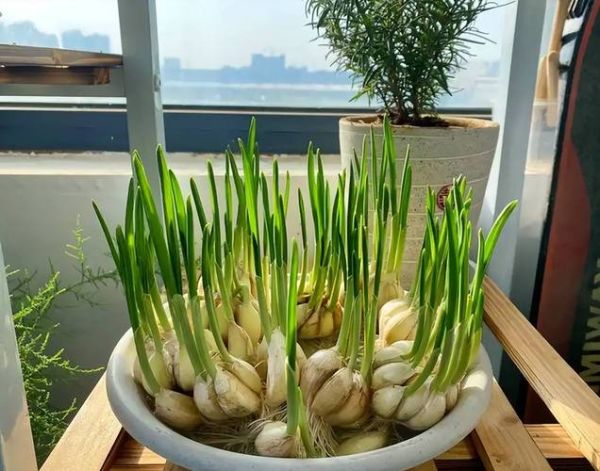 大蒜苗图片怎么保存_大蒜苗图片高清拍摄技巧-第2张图片-山城妙识 大蒜苗图片怎么保存_大蒜苗图片高清拍摄技巧-第2张图片-山城妙识