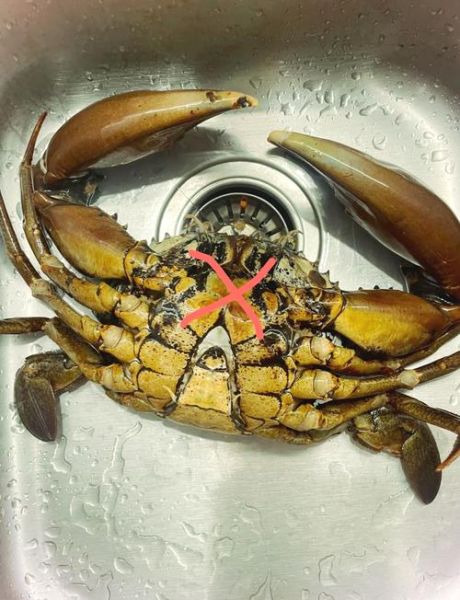花蟹怎么杀图解_花蟹清洗处理步骤-第1张图片-山城妙识