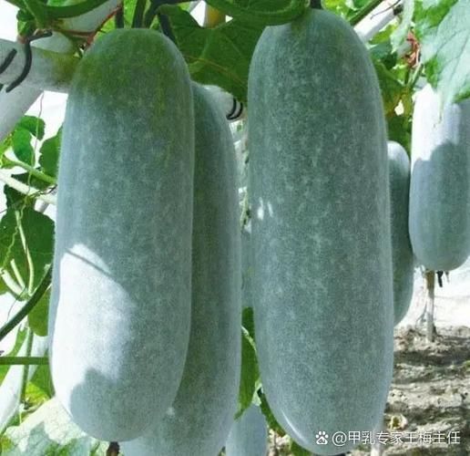 甲状腺结节不能吃什么水果_甲状腺最怕的2个水果-第1张图片-山城妙识 甲状腺结节不能吃什么水果_甲状腺最怕的2个水果-第1张图片-山城妙识