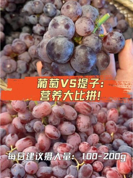 提子品种有哪些_提子和葡萄的区别-第2张图片-山城妙识 提子品种有哪些_提子和葡萄的区别-第2张图片-山城妙识