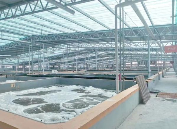 南美白对虾工厂化养殖成本_南美白对虾工厂化养殖技术要点-第1张图片-山城妙识