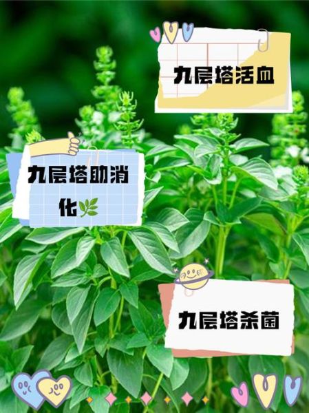 九层塔的功效与作用_九层塔怎么吃最好-第1张图片-山城妙识