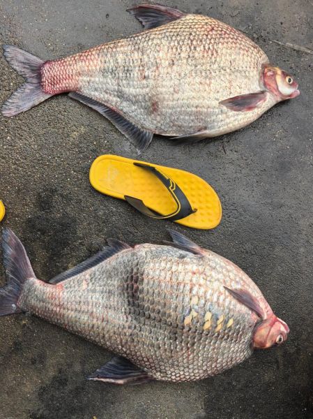 鳊鱼多少钱一斤_鳊鱼价格行情最新价-第1张图片-山城妙识