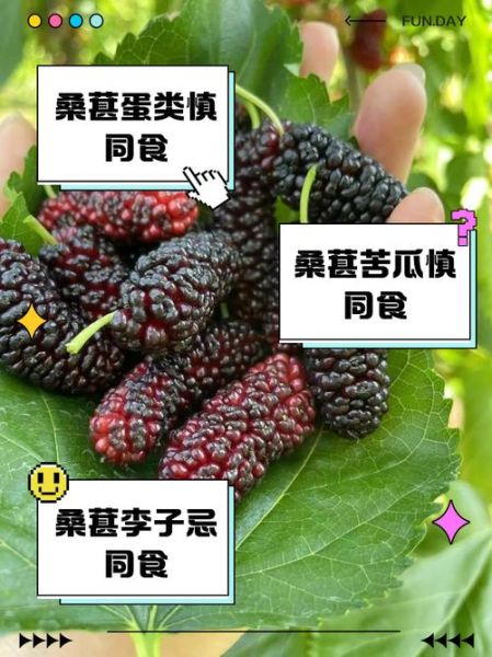 桑葚子什么人不能吃_桑葚子不能和什么一起吃-第3张图片-山城妙识