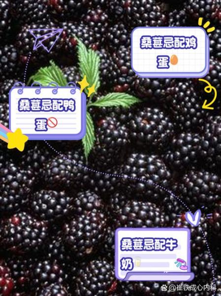 桑葚子什么人不能吃_桑葚子不能和什么一起吃-第2张图片-山城妙识