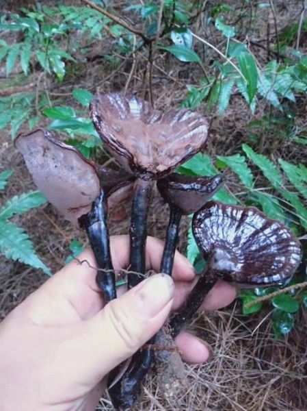 紫灵芝多少钱一斤_紫灵芝价格行情-第2张图片-山城妙识