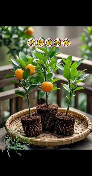 沙糖桔怎么种_沙糖桔种植技术与管理-第3张图片-山城妙识 沙糖桔怎么种_沙糖桔种植技术与管理-第3张图片-山城妙识