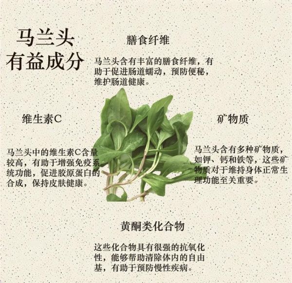 马兰头几月份种植_马兰头种植时间和方法-第2张图片-山城妙识