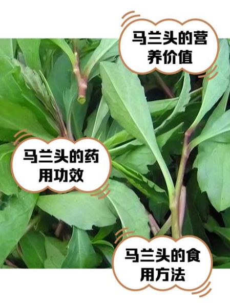 马兰头几月份种植_马兰头种植时间和方法-第1张图片-山城妙识