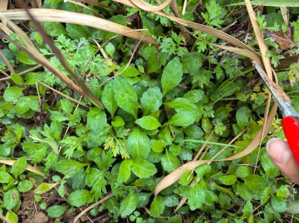 马兰头几月份种植_马兰头种植时间和方法-第3张图片-山城妙识