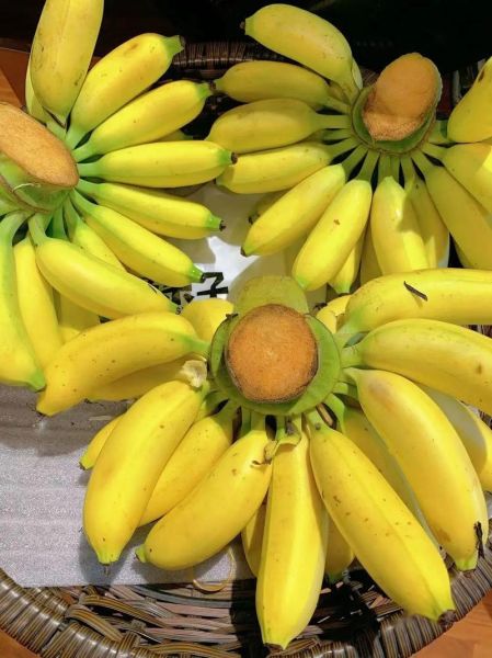 皇帝蕉和苹果蕉一样吗_区别在哪里-第2张图片-山城妙识