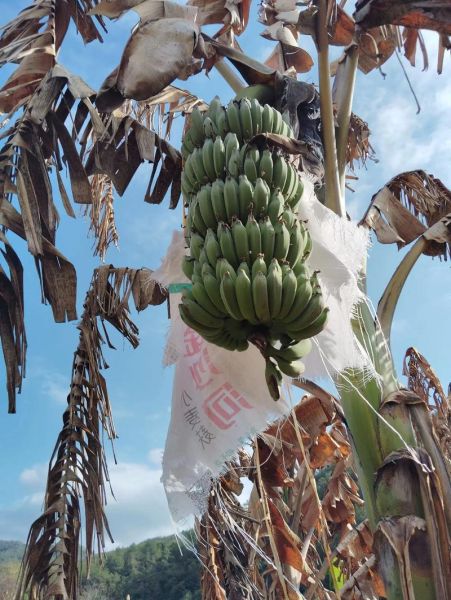 皇帝蕉和苹果蕉一样吗_区别在哪里-第1张图片-山城妙识