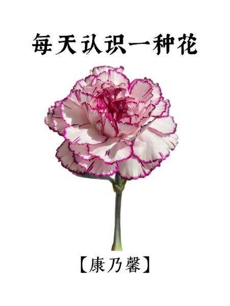 康乃馨的花语是什么_送几朵代表什么-第2张图片-山城妙识