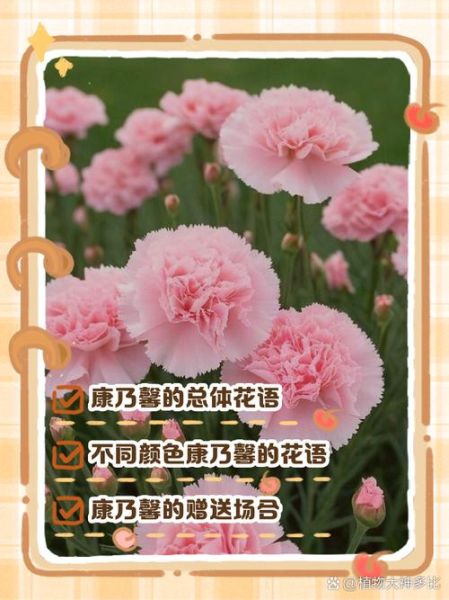 康乃馨的花语是什么_送几朵代表什么-第3张图片-山城妙识