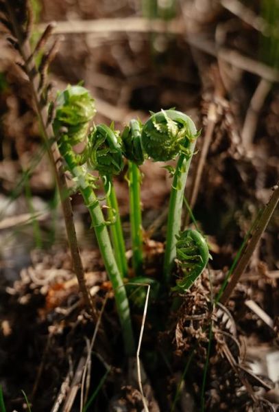 蕨菜图片功效与作用_蕨菜怎么吃最健康-第1张图片-山城妙识