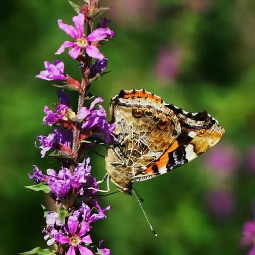 花蝴蝶蝶恋花直播怎么下载_花蝴蝶蝶恋花直播安全吗-第3张图片-山城妙识
