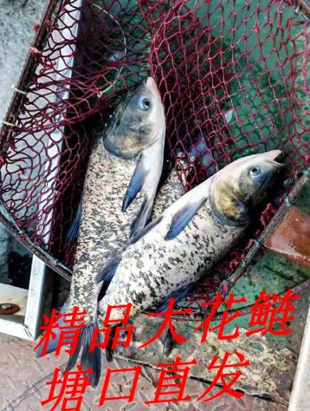 四大淡水鱼是哪四种_青鱼草鱼鲢鳙区别-第2张图片-山城妙识 四大淡水鱼是哪四种_青鱼草鱼鲢鳙区别-第2张图片-山城妙识