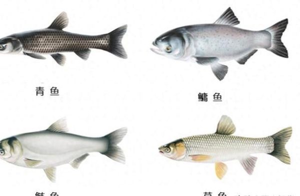 四大淡水鱼是哪四种_青鱼草鱼鲢鳙区别-第3张图片-山城妙识 四大淡水鱼是哪四种_青鱼草鱼鲢鳙区别-第3张图片-山城妙识